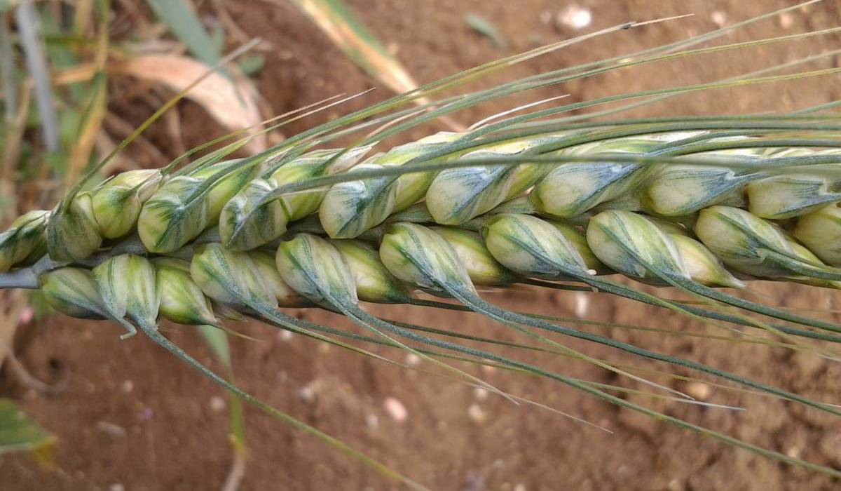 Nuova varietà di frumento tenero speciale in corso di iscrizione